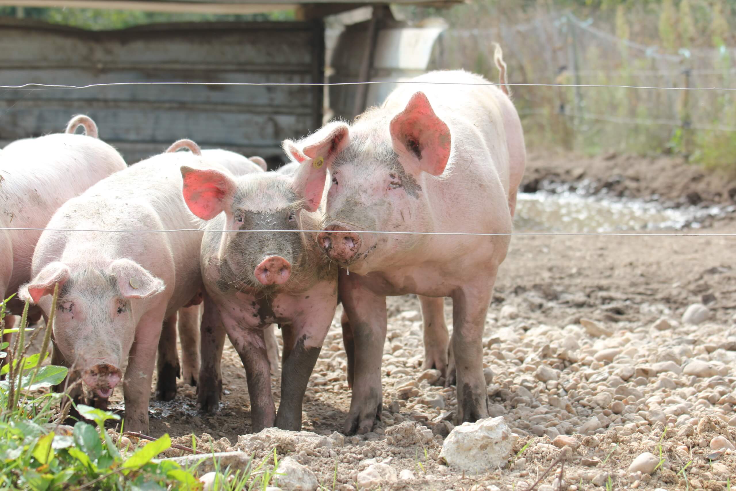 Accès à l’extérieur en élevage porcin bio