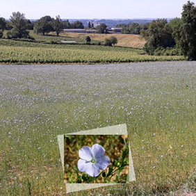 culture lin biologique